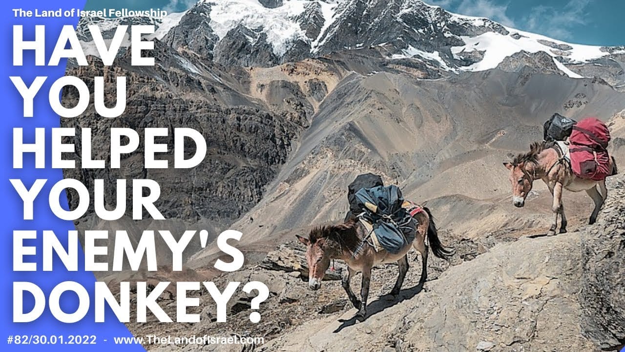 Have You Helped Your Enemy's Donkey? - Ari Abramowitz: The Land of ...